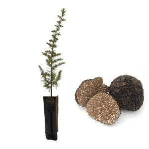 Plant truffier de Cèdre - mycorhization Tuber Melanosporum