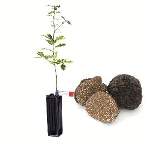Plant truffier de Chêne chevelu - mycorhization Tuber Uncinatum