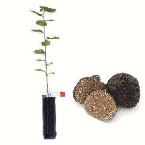Plant truffier de Hêtre - mycorhization Tuber Uncinatum